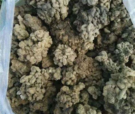 家中养花，花肥不用买，用4种“天然花肥”，长得花繁叶茂草木灰