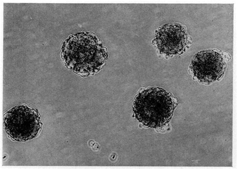 Multicellular Aggregates Formed By Shaking Vegetative Cells In Download Scientific Diagram