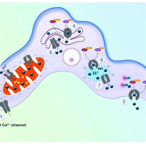 Schematic Representation Of The Ergosterol Synthesis Pathway Showing Download Scientific
