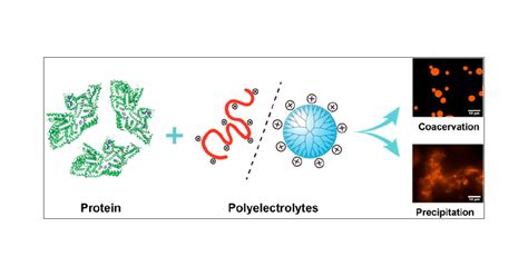 Effects Of Control Factors On Protein Polyelectrolyte Complex Coacervation Biomacromolecules