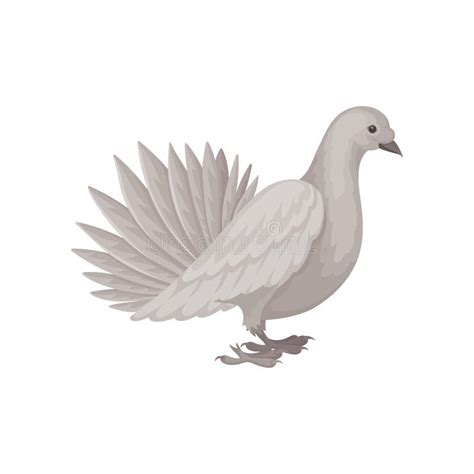 Gray Dove In Flying Action With Wide Open Wings Front View Fauna