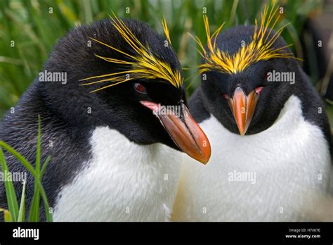 Macaroni Penguin Eudyptes Chrysolophus Pair Cooper Bay South