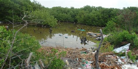 Urge Frenar Devastación De Manglar En Carmen Campeche Hoy