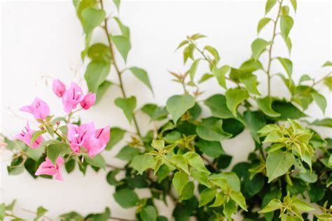 11 Harmful Ingredients In Your Laundry Detergent And How You Can Avoid