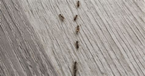 Why Do Ants Invade Homes Classic Pest Control And Insulation