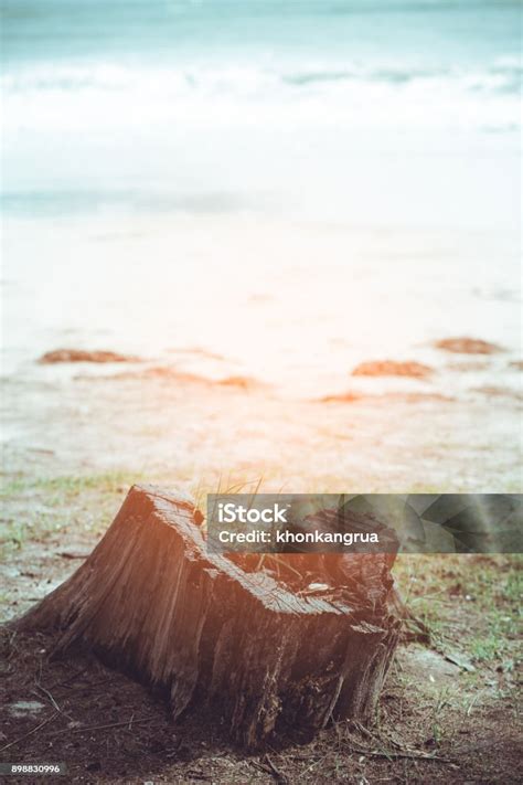 바다에 그 루터 기 나무입니다 물에 잎입니다 자연 Landscapeorange 빛 빈티지 0명에 대한 스톡 사진 및 기타 이미지