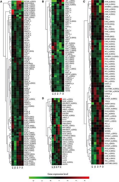 heat map representation and hierarchical clustering of putative genes