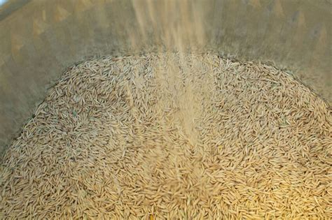 Can We Safely Reduce Energy Levels In Poultry Diets All About Feed