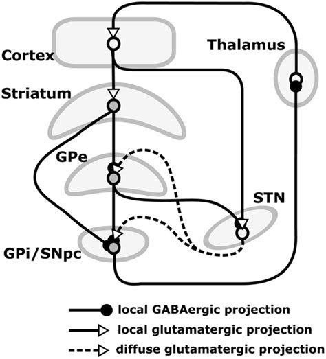 Internal Anatomy Of A Circuit Loop Through Basal Ganglia And Cortex