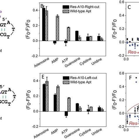 A The Secondary Structure Of The Wild Type Adenosine Aptamer The