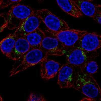 GDF 15 Antibody NBP1 81050 Novus Biologicals