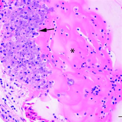 Left Lateral Radiograph Showing A Diffuse Unstructured Interstitial Download Scientific Diagram