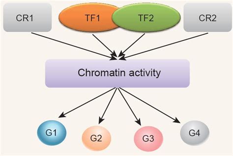 Illustration Of The Idea To Use Open Chromatin Data To Annotate The Download Scientific Diagram