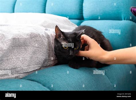 A Hand Strokes A Frightened Black Cat Close Up Stock Photo Alamy