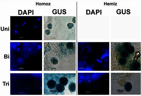 Strong Gus Staining In Uninucleate Microspores And Pollen Grains Of
