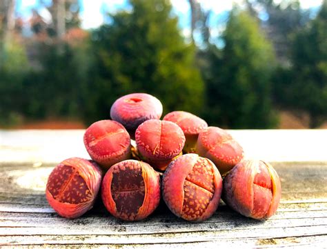 Lithops Aucampiae Ruby Red Exotic Lithops Plant Rusty Red Etsy