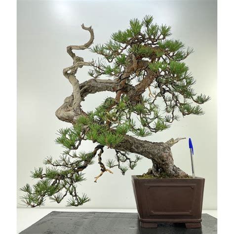 Pinus Sylvestris I 5942