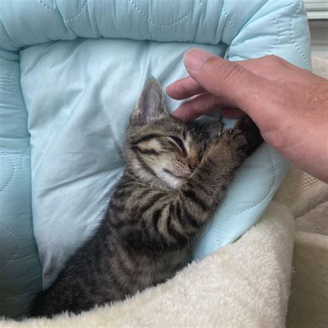 写真 市役所から小さな保護猫をお迎え 夫婦仲まで険悪（？）になってしまう愛らしさにx民も悶絶 「どっちが猫に愛されているか」これは結論が出