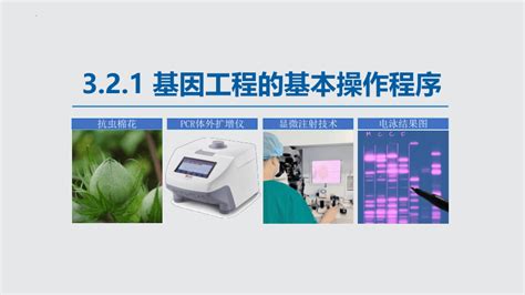 [生物]基因工程的基本操作程序课件 共41张ppt 人教版选择性必修3 课件下载预览 二一课件通