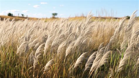Realistic Canada Wild Rye Grass Texture For Landscape Design Stock