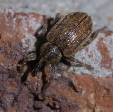 28 Different Types Of Weevils With Pictures