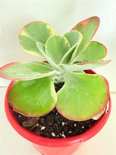 Kalanchoe Flapjack Variegated 130mm Succulents Online