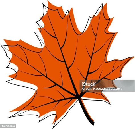 단풍나무 잎의 벡터 그림입니다 가을 그림입니다 로고 패션 일러스트레이션 잡지 옷에 인쇄 광고 색칠 공부 책 문신 스케치에 대한 아이디어 0명에 대한 스톡 벡터 아트 및 기타