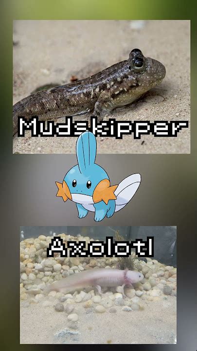 Mudskipper Mudkip