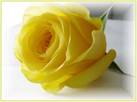 꽃 매크로 멋진 하루 추상 사진 Hd 아트 꽃 노랑 매크로 멋진 Hd 배경 화면 Wallpaperbetter