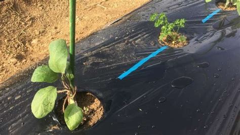他感作用とはアレロパシーとはその効果家庭菜園を極める初心者からプロまで