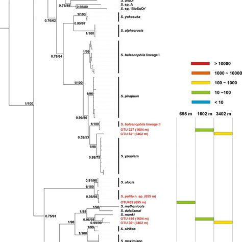 phylogenetic reconstruction of global sirsoe species using concatenated