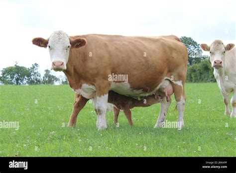 Calf Drinking Milk Fotos Und Bildmaterial In Hoher Auflösung Alamy