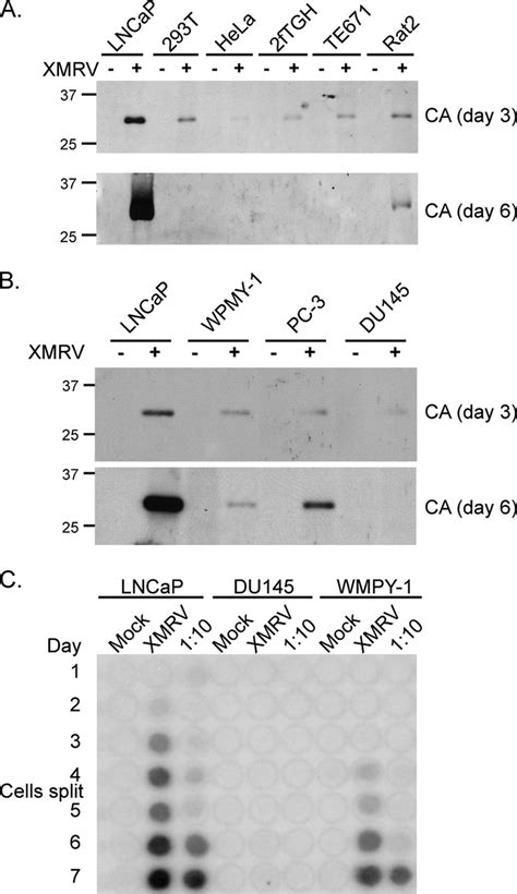Xmrv Spreading In Lncap Cells A Same As In Fig 2 But Different