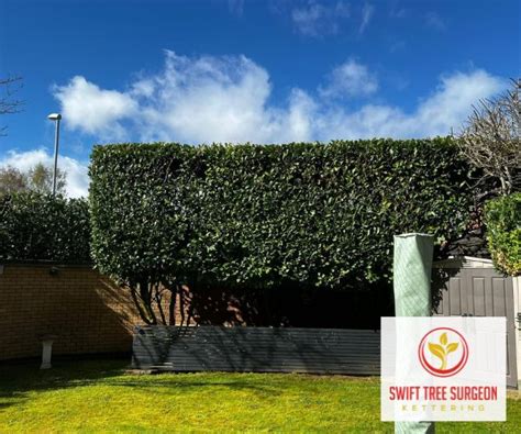 Preventative Tree Pruning For Safety And Aesthetics Swift Tree Surgeon Kettering