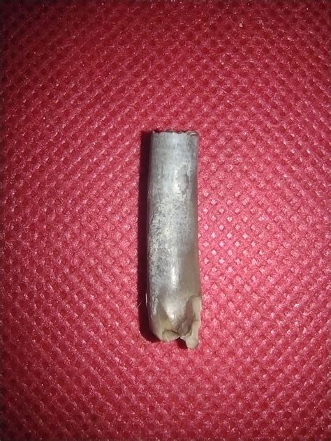 Nigersaurus Tooth Sauropod The Daily Rex