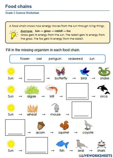 Food Chain Free Worksheet Food Chain Worksheet 2nd Grade Math