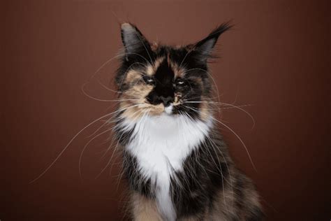 Half Maine Coon Cat Black And White Compare Discount Dpise2022dps