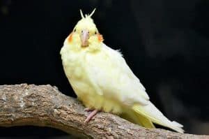 How To Clean Cockatiel Nose An Easy 5 Step Guide Dr Cockatiel