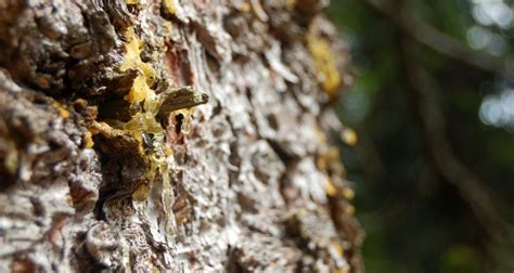 Common Uses For Pine Resin Tree Service Fishers Indiana