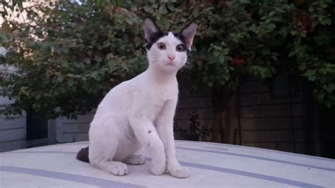 پارسال که گربه‌های کوچه رو با ساچمه می‌زدن، رفتم پرس و جو کنم ببینم کار کیه به همسایه گفتم، بهم