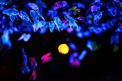 Top Cele Mai Spectaculoase Instalații De Lumini Expuse La Festivalul