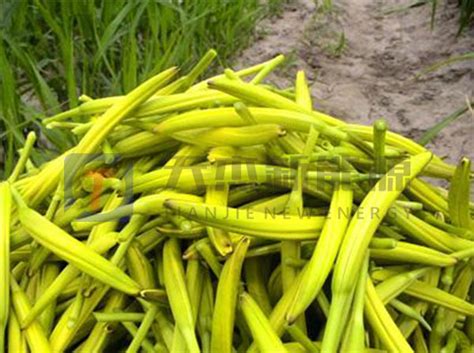黄花菜烘干房 黄花菜烘干机 黄花菜烘干房多少钱河南天杰新能源科技有限公司