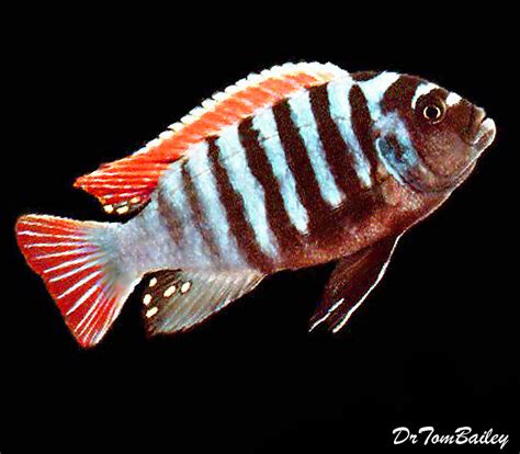 Premium Clown Afra Mbuna Cichlid From Jalo Reef In Lake Malawi