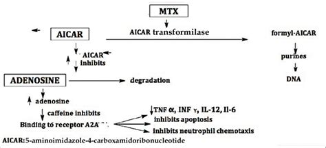 Schematic Illustration Of Methotrexate Action Download Scientific Diagram