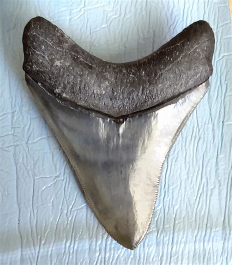 Megalodon Upper Tooth Sharks And Rays The Fossil Forum