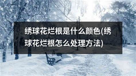 绣球花烂根是什么颜色 绣球花烂根怎么处理方法 养花经验
