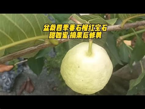 盆裁四季番石榴红宝石甜如蜜 摘果后修剪 YouTube
