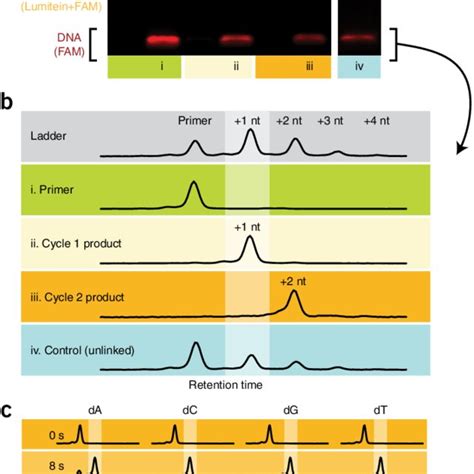 Tdt Dntp Conjugates For Reversible Termination Of Primer Elongation A Download Scientific