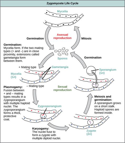 Zygomycota The Conjugated Fungi Biology For Majors Ii