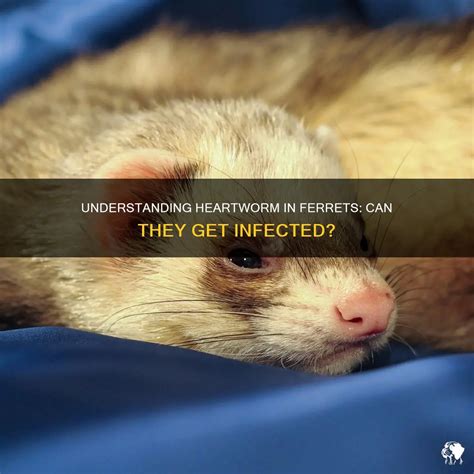 Understanding Heartworm In Ferrets Can They Get Infected Petshun